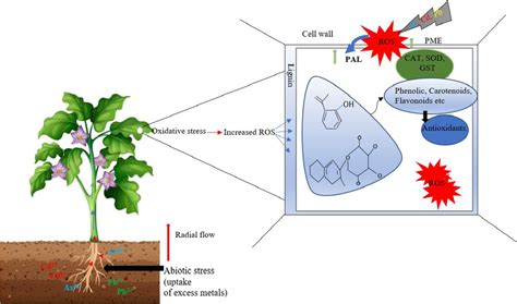 Processes Involved In The Formation Of Plant Secondary Metabolite Under