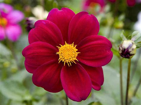 Dahlia Variabilis Flower Seeds Red Ribbon Annuals From Etsy