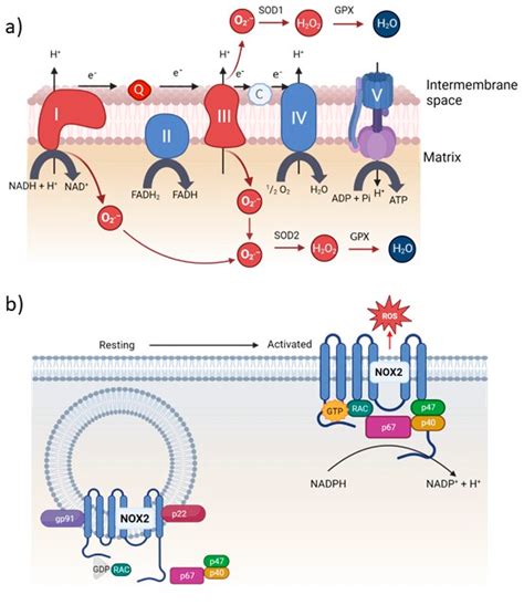 Biomedicines Free Full Text The Influence Of Gut Microbiota On