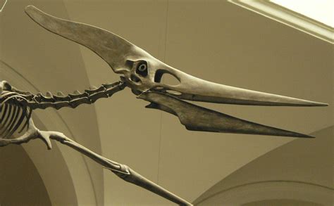 Pterodactyl Skeleton Drawing