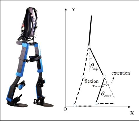Human Lower Limb And Exoskeleton Model Download Scientific Diagram