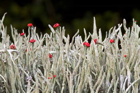 Apotecio Fotos Banco De Fotos E Imágenes De Stock Istock