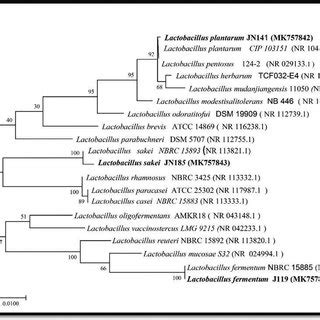 Phylogenetic Tree Of The Vaginally Derived Lactobacillus Isolates Based