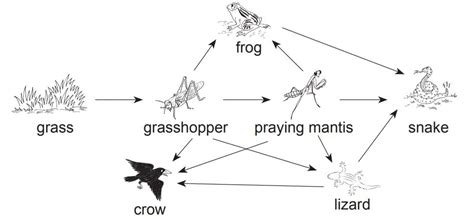 Food Webs And Predator Prey Relationships Explained Faramira