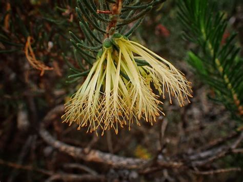 Calothamnus Quadrifidus Yellow Form Ausemade