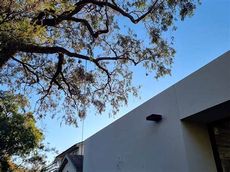 Transplanting Canberra Priority Tree Care