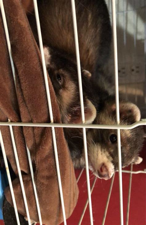 Thunder Cuddling With His Little Brother😊😇 Rferret