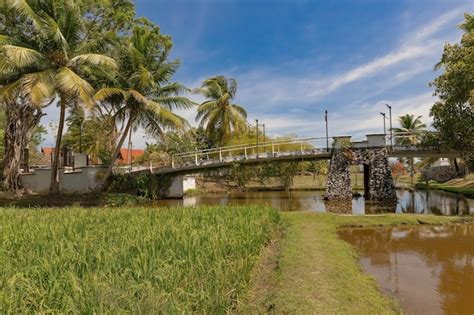 Premium Photo Beautiful Rice Field Scenery At Laman Padi Langkawi