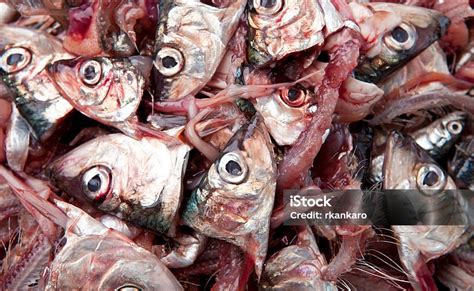 Fish Waste Temy Saber