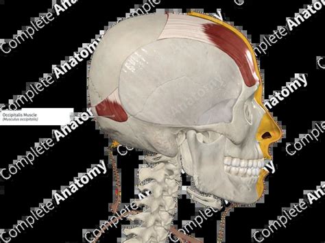 Occipitalis Muscle Obliquus Capitis Inferior Muscle Origin Insertion