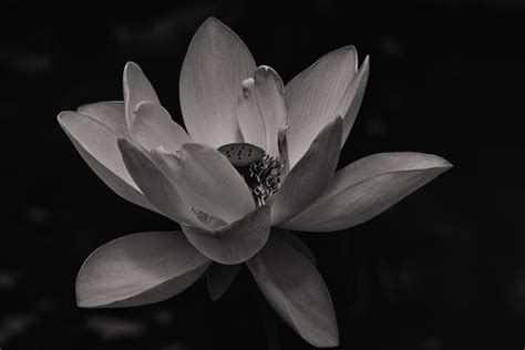 Grace By Will Bugbee 500px Black And White Flowers Flowers Photography Flora Flowers