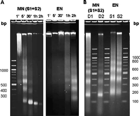 Periodical Nucleosomal Structure Of Soluble Chromatin Isolated From