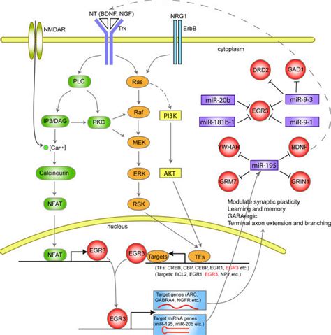 Model Of Egr3 And Mirnas Involving In Signaling Pathways And Regulatory