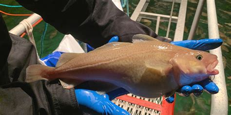 These Executives Think The World Is Ready For Land Based Farmed Cod