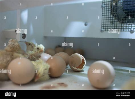 Chicks And Eggs In The Incubator Selective Focus On The Empty Cracked
