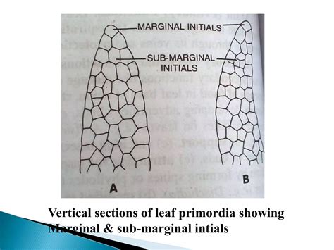 Leaf Structure Adaptations Development Pptx
