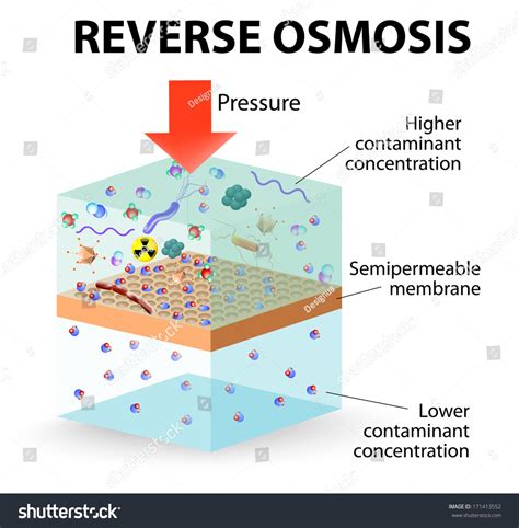 Reverse Osmosis Use Membrane Act Like Stock Vector Royalty Free