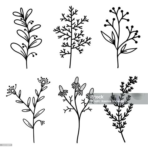 植物元素的向量集樹枝與葉子漿果螢光野花野生植物草藥手繪黑色塗鴉分支輪廓草圖白色背景上的隔離插圖向量圖形及更多花圖片 Istock