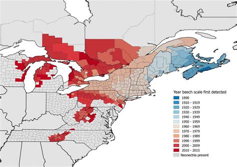 Beech Bark Disease