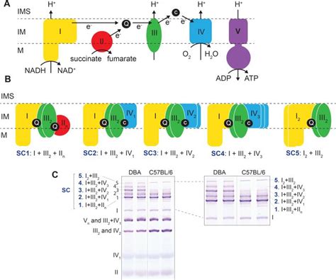 Analysis Of Mitochondrial Respiratory Chain Supercomplexes Using Blue Native Polyacrylamide Gel