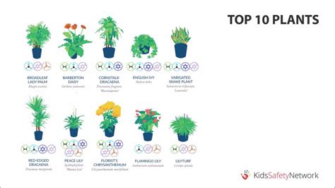 Top 10 Air Purifying Plants That Was Released By Nasa At Julie Neel Blog