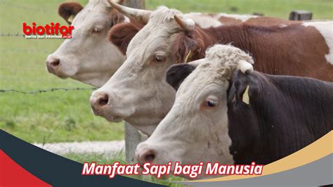 Manfaat Sapi Bagi Manusia Segudang Manfaat Yang Tak Terbantahkan
