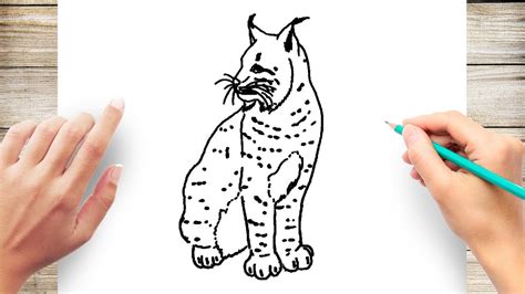 Unbelievable Info About How To Draw A Lynx Settingtooth