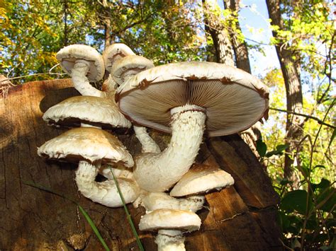 Pholiota Populnea The Ultimate Mushroom Guide
