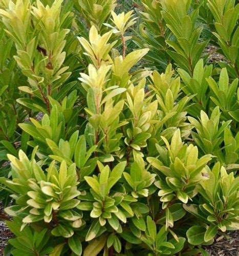 Illicium Florida Sunshine 3 Gallon Cofers Home And Garden