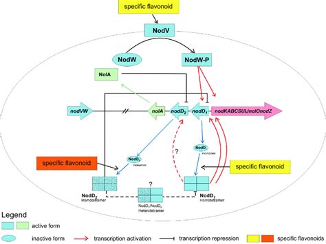 A Model Illustrating The Modulation Of Nod Gene Expression Proposed For
