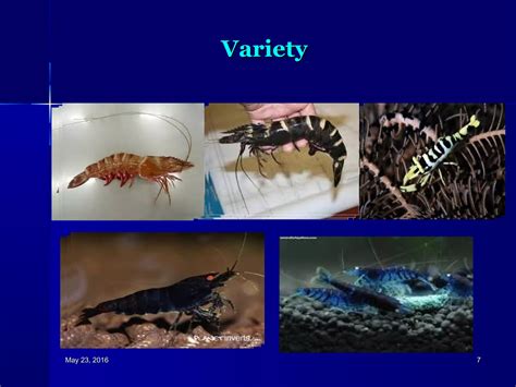 Shrimp Culture Culture Of Tiger Shrimp Penaeus Monodon Ppt