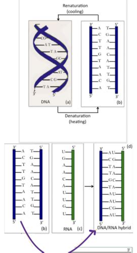Lecture 09 Molecular Biology Techniques Iii Nucleic Acid Probes And