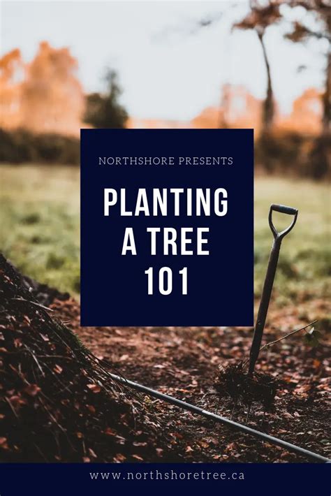 Planting A Tree 101 Northshore Tree Experts Inc Tree Service Barrie ON