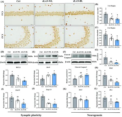 Effect Of Dim Light At Night On Hippocampal Neurons In Mice A Neun Download Scientific