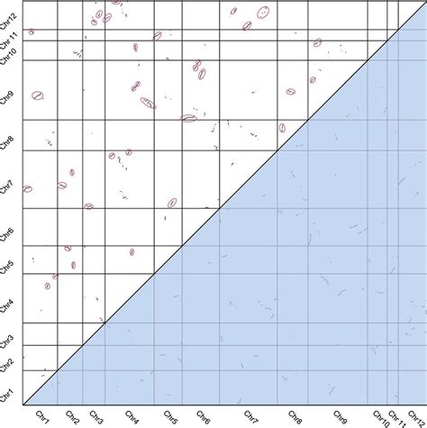 Self Alignment Dotplot Based On Syntenic Gene Pairs The One To One Download Scientific Diagram