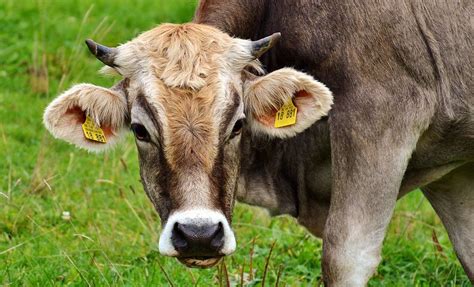 8 000 Free Cow Pictures Images HD