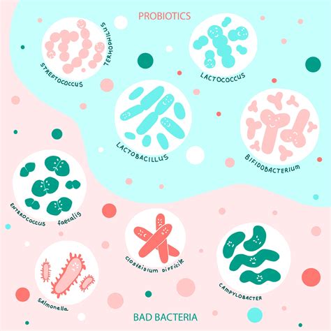 Bifidobacterium Bifidum
