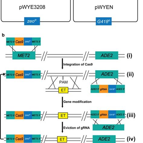 Pdf Efficient Crisprcas9 Mediated Multiplex Genome Editing In Yeasts