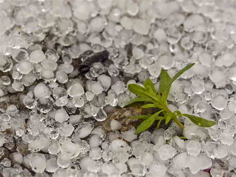 Hail Netting — Redmond Supply