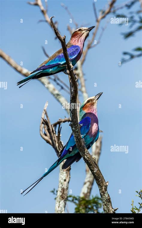Lilac Breasted Roller Couple Standing On Shrub In Kruger National Park
