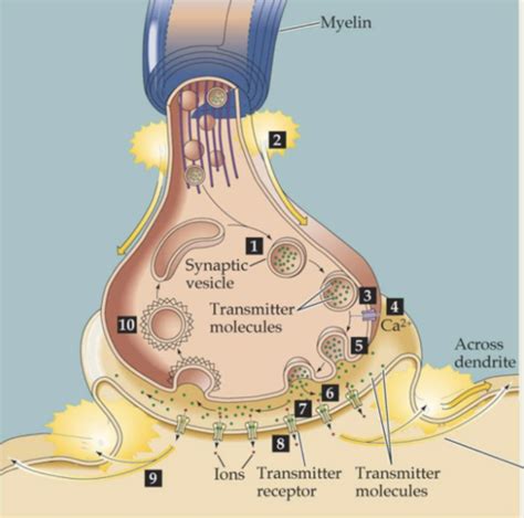 Postsynaptic Potentials And Summation Flashcards Quizlet