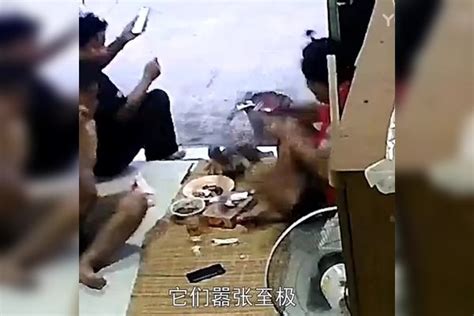 这男子们正在用餐突然来了一只入侵野兽，原来是一直巨蜥仓皇而来野兽入侵用餐