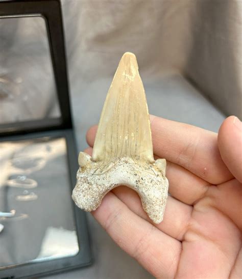 Fossil Lamna Shark Tooth The Dinosaur Store And Museum