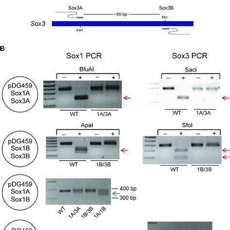 Generation Of Dual Grna Expressing Vectors A Schematic Of Dual Grna Download Scientific