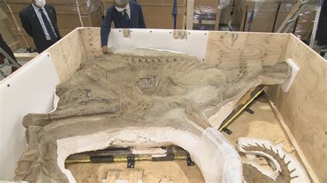 皮膚の痕跡残る恐竜の実物のミイラ化石！日本初公開へ Tbs News Dig
