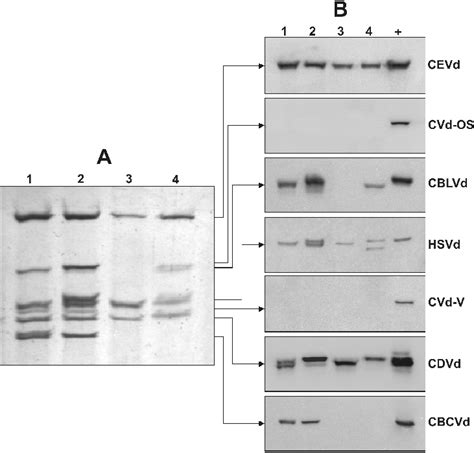 A Sequential Page Analysis And B Northern Blot Hybridization With