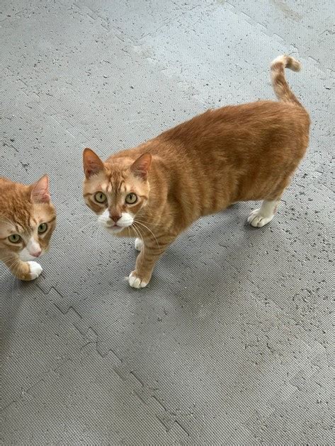 코리안숏헤어아리 고양이책임분양 컴투펫케어센터