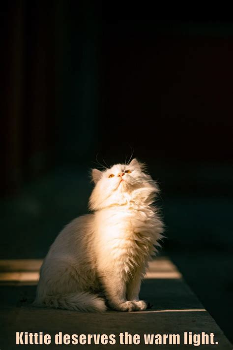 Purrfect Picture Lolcats Lol Cat Memes Funny Cats Funny Cat