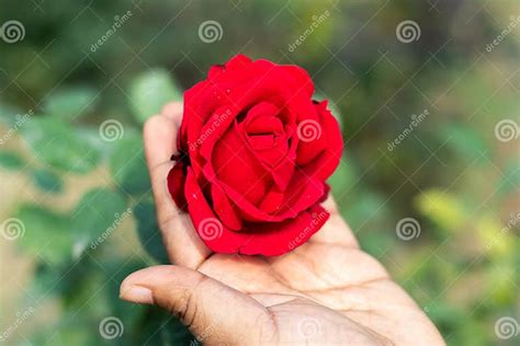 Rose Is A Symbol Of Love And Passion Roses Come In A Stunning Array Of
