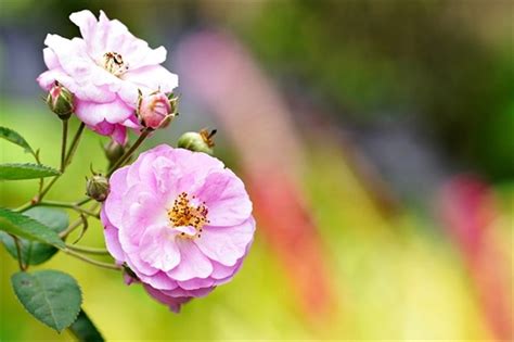 诛仙名字大全古风